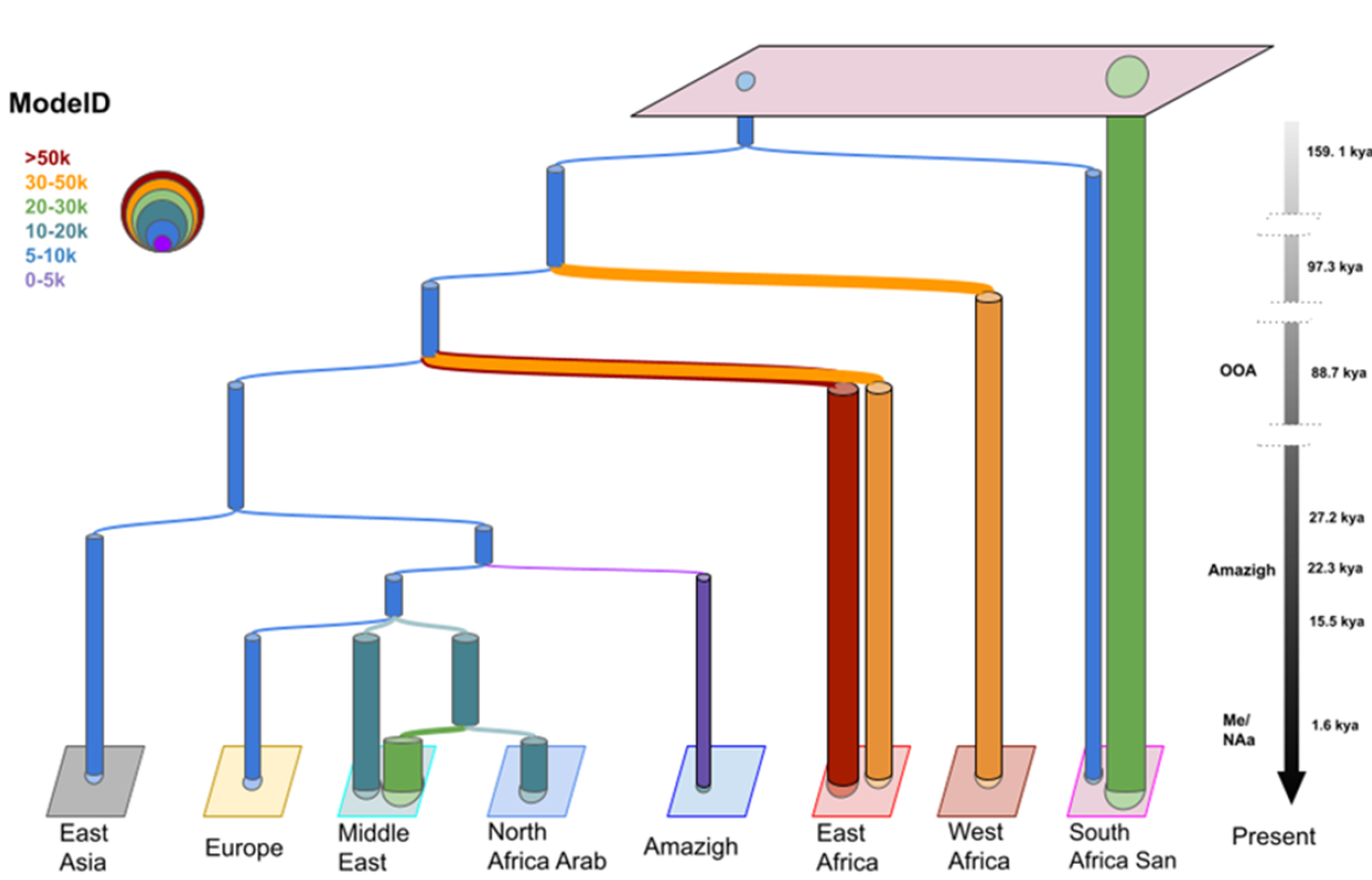 Modelling the demographic history of human North African genomes points to a recent soft split ...